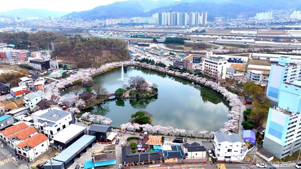벚꽃 명소 교동 연화지, 2주간 18만여 명 다녀가
