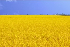 김천의 최고 밥맛을 책임질 ‘영호진미’